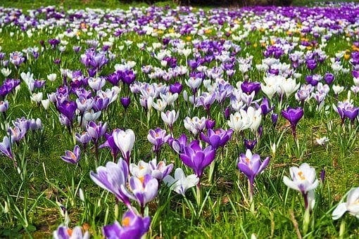 6 Spring Fever Symptoms to Look For - El Paso Back Clinic® • 915-850-0900
