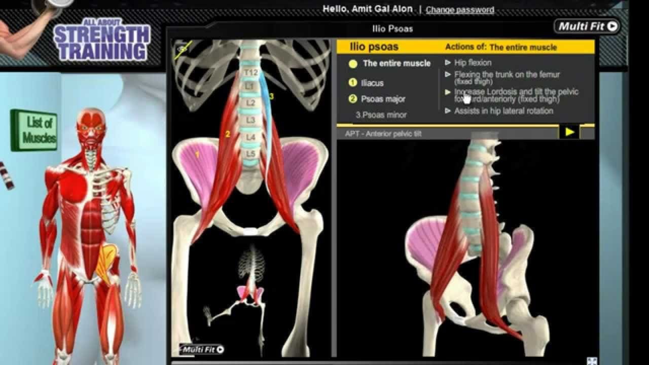 A Weak Psoas Muscle Could Be The Basis For Back Pain - El Paso Back ...