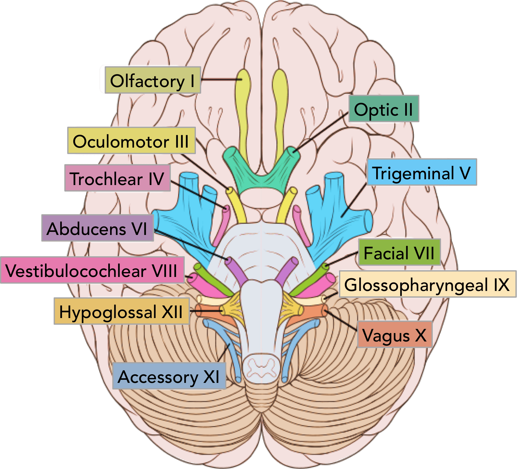 Structure And Function Of The Cranial Nerves In El Paso TX