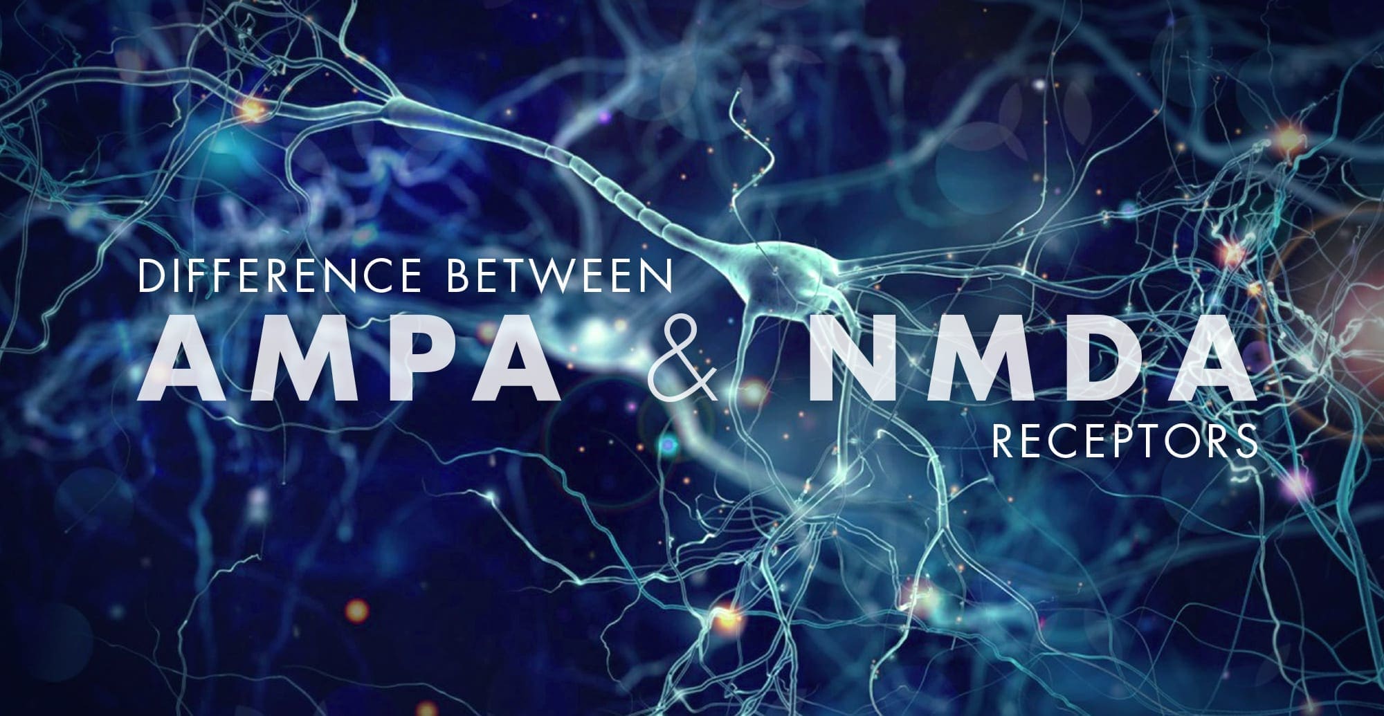 Difference Between AMPA and NMDA Receptors - El Paso Back Clinic® • 915 ...