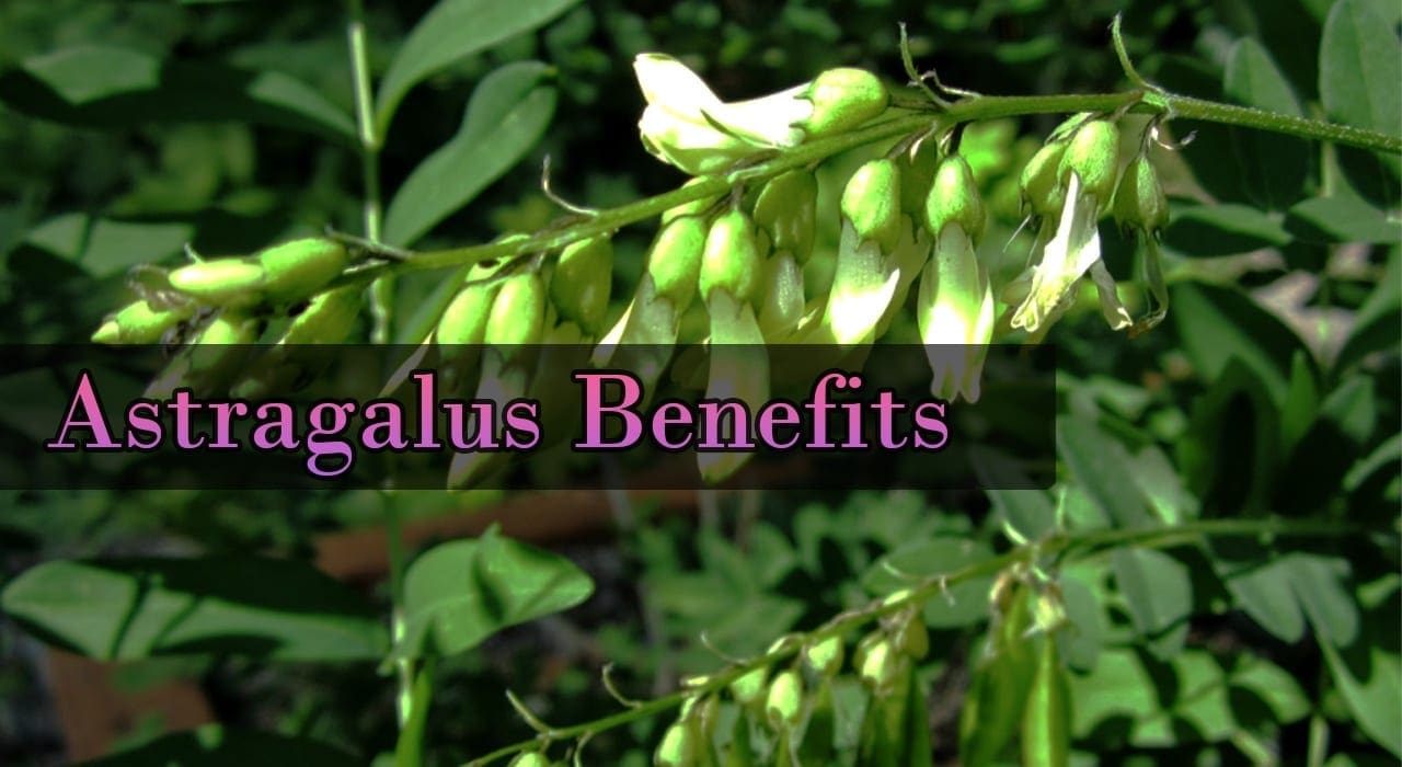 Astragalus and The Immune System - El Paso Back Clinic® • 915-850-0900